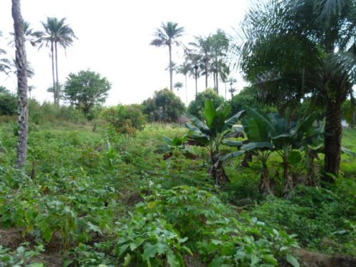 Farming in the Tropics - Part 1 - Shabka